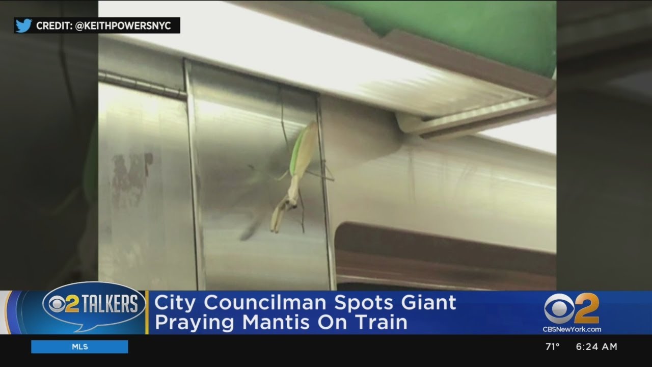 City Councilman Spots Giant Praying Mantis On Train - YouTube