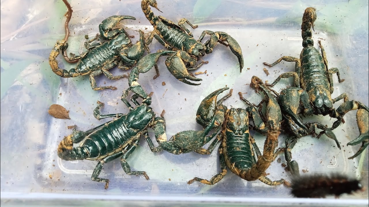 snake camouflage with dry leaves and catching scorpions using sedge ...