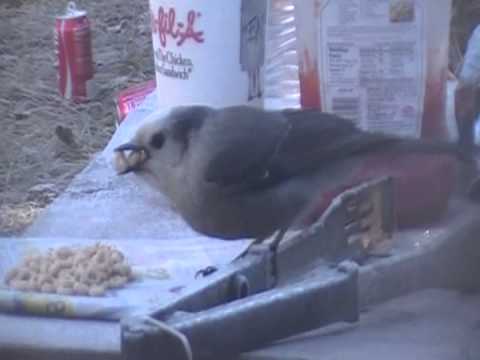Camp Robber Bird in the White River National Forest - YouTube
