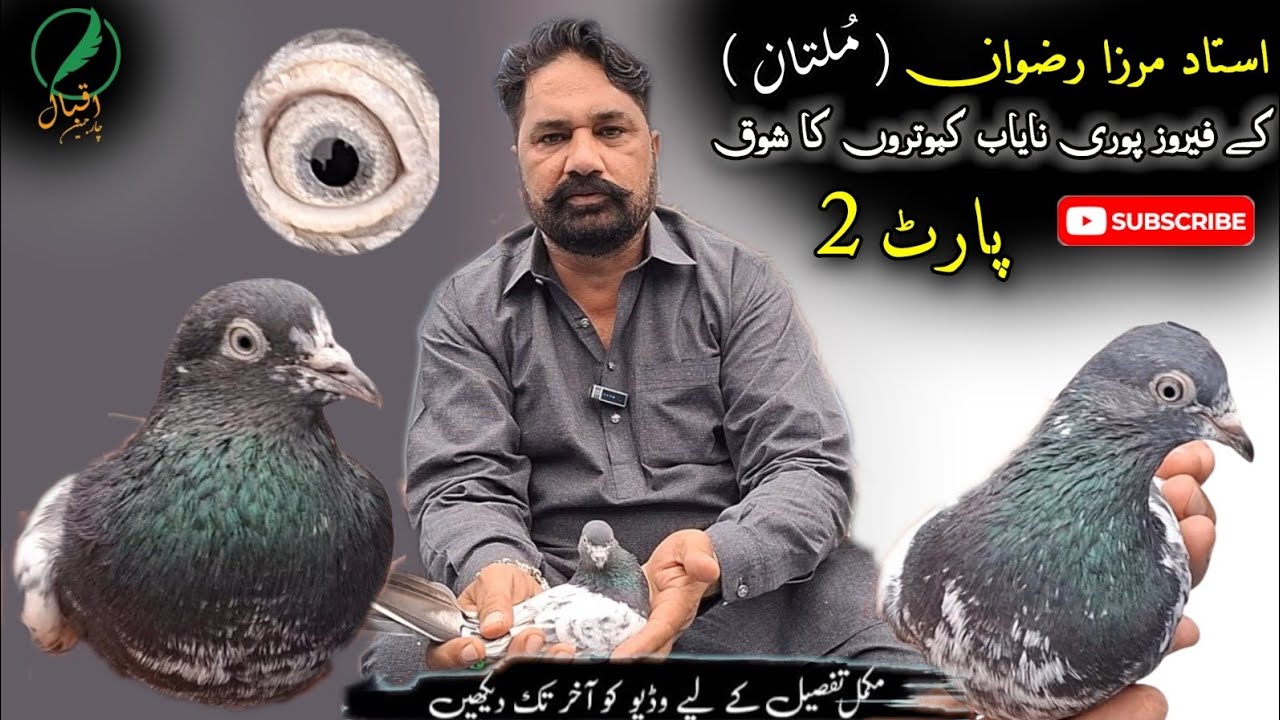 Ustad Mirza Rizwan (Multan) ky Firozpuri Kabooter ka shoq karyn (part 2 ...