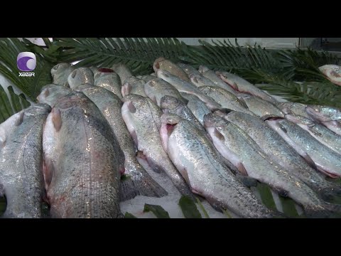 Balıq azalıb... Digər dəniz məhsullarının isə qiyməti ARTIB...