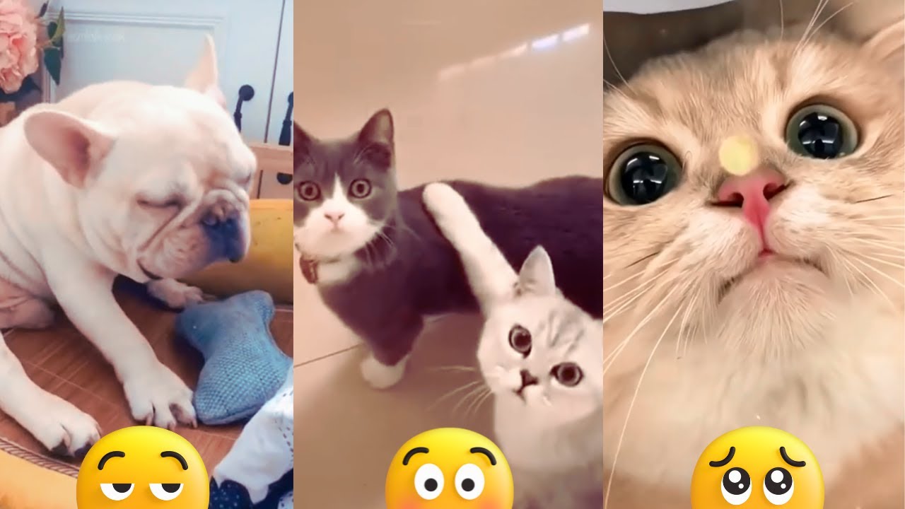 Funny Pets Compilation | Adorable Pet Moments! 🐱🐶 - YouTube