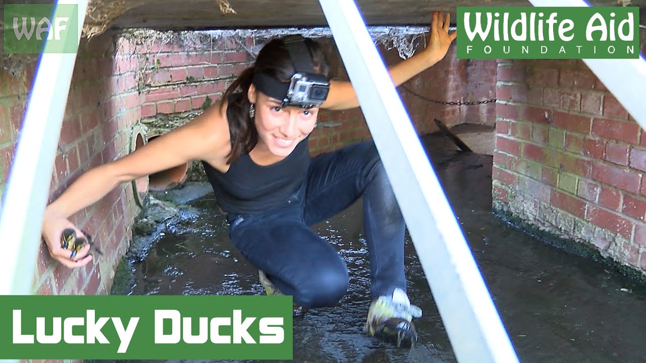 Vet saves ducklings from drowning - YouTube
