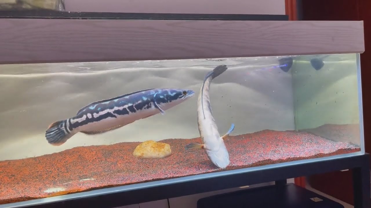 The Snakehead had a night of fighting - YouTube