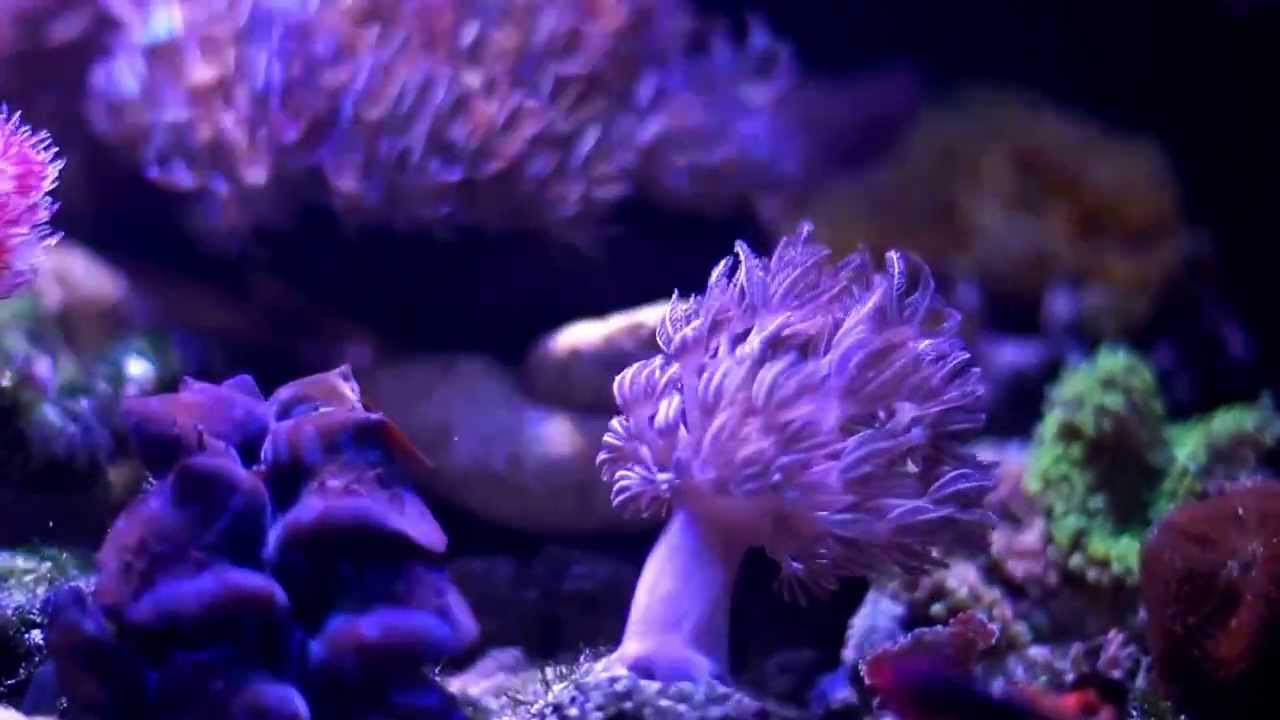 Cespitularia - YouTube
