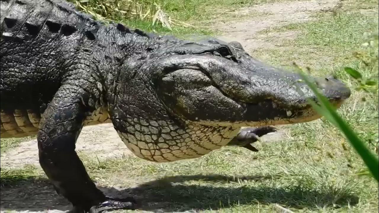 Huge (gigantic) humpback alligator crossing trail in Central Florida ...