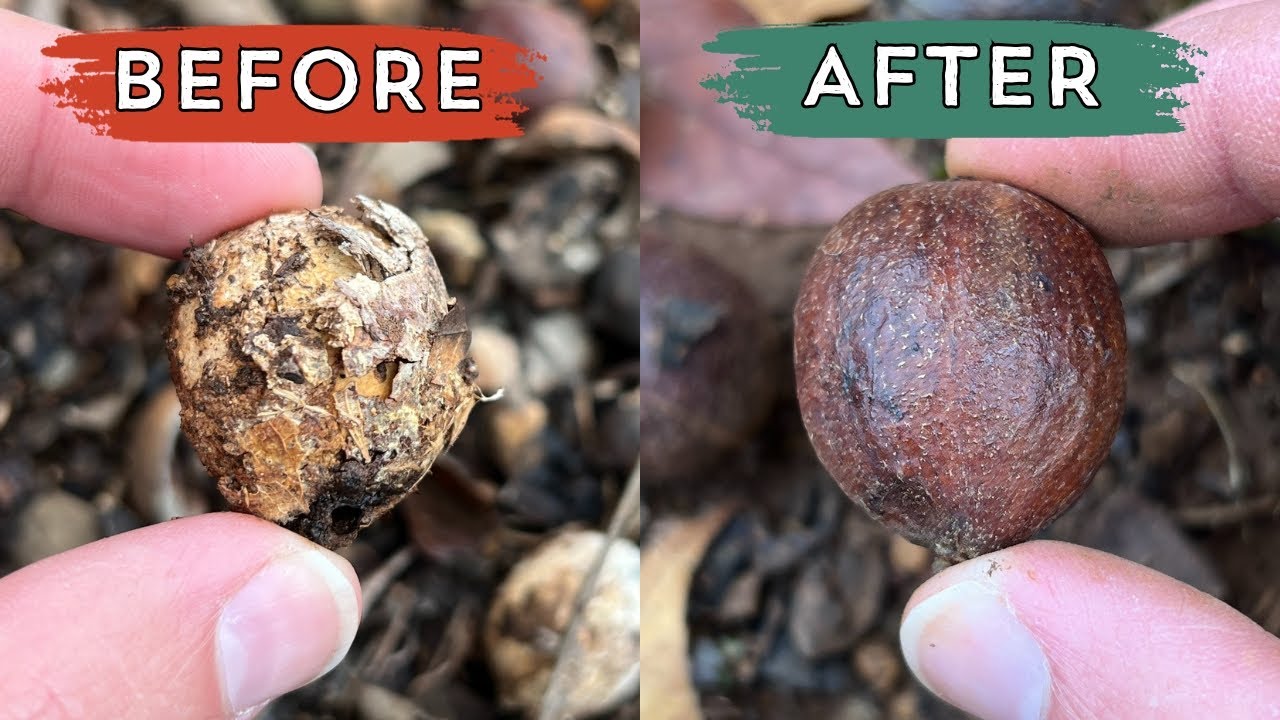 People should do this hickory nut foraging trick - YouTube