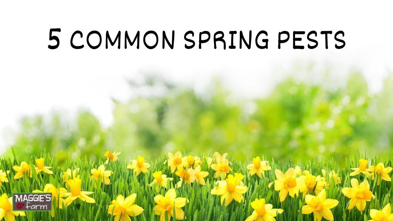 5 Common Spring Pests - YouTube