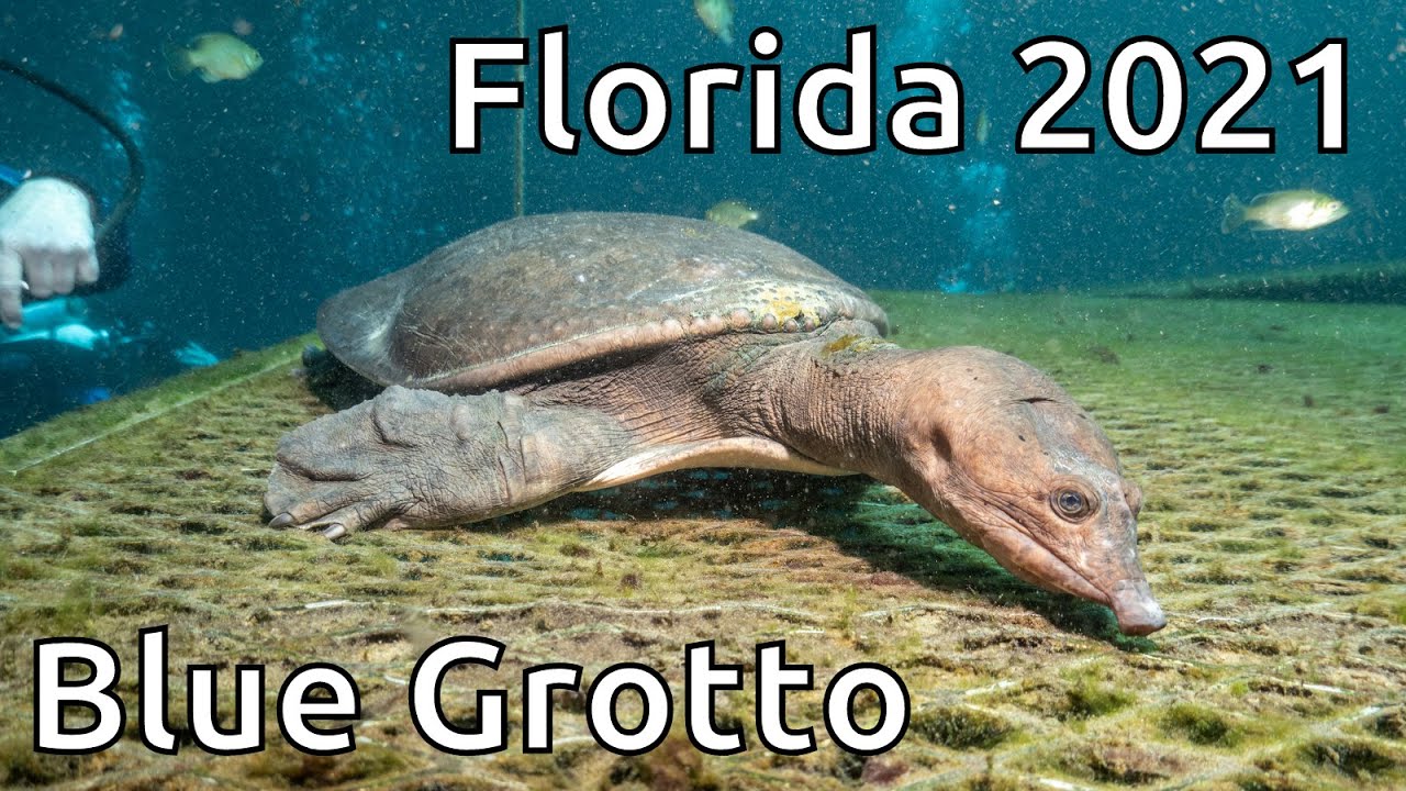 Blue Grotto - Florida 2021 - YouTube