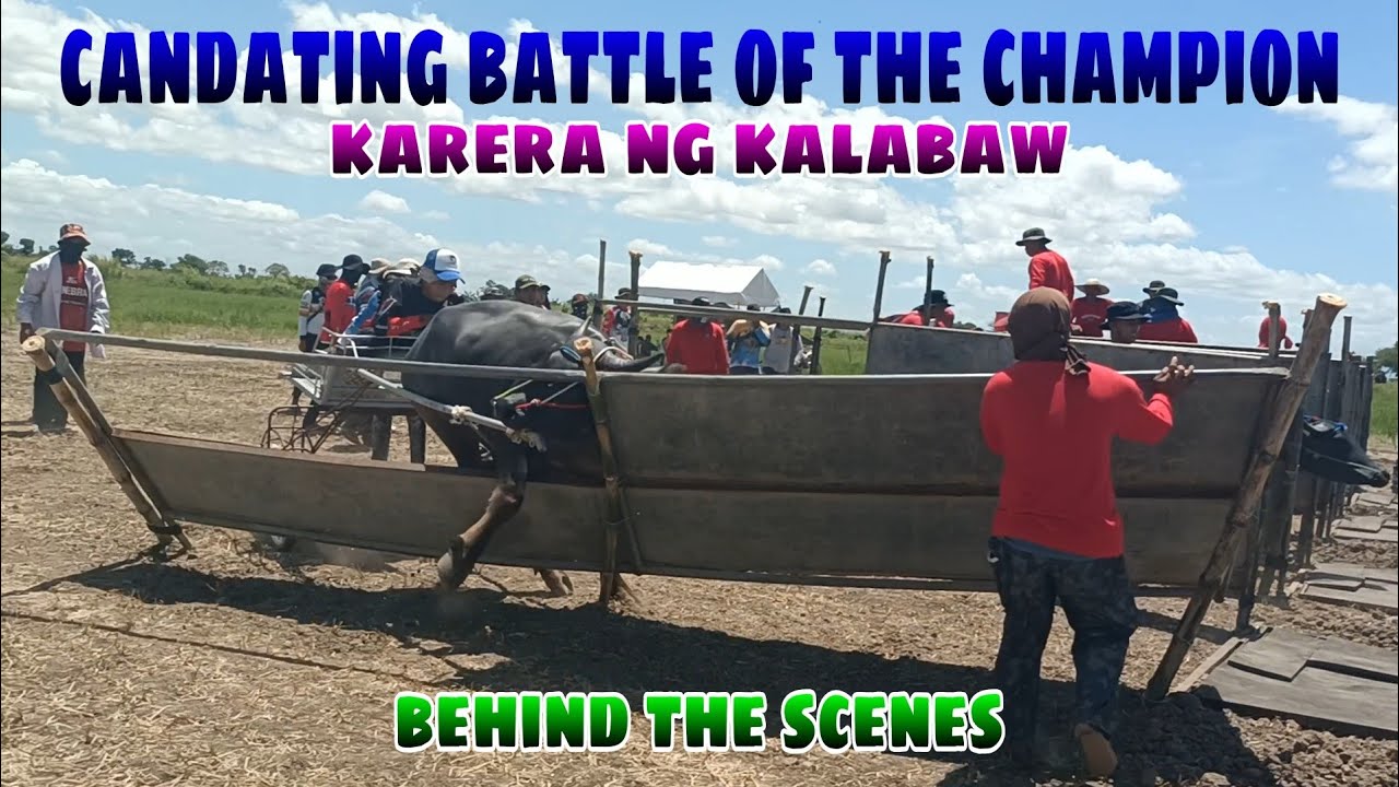 Candating battle of the champion karera ng kalabaw behind the scenes ...