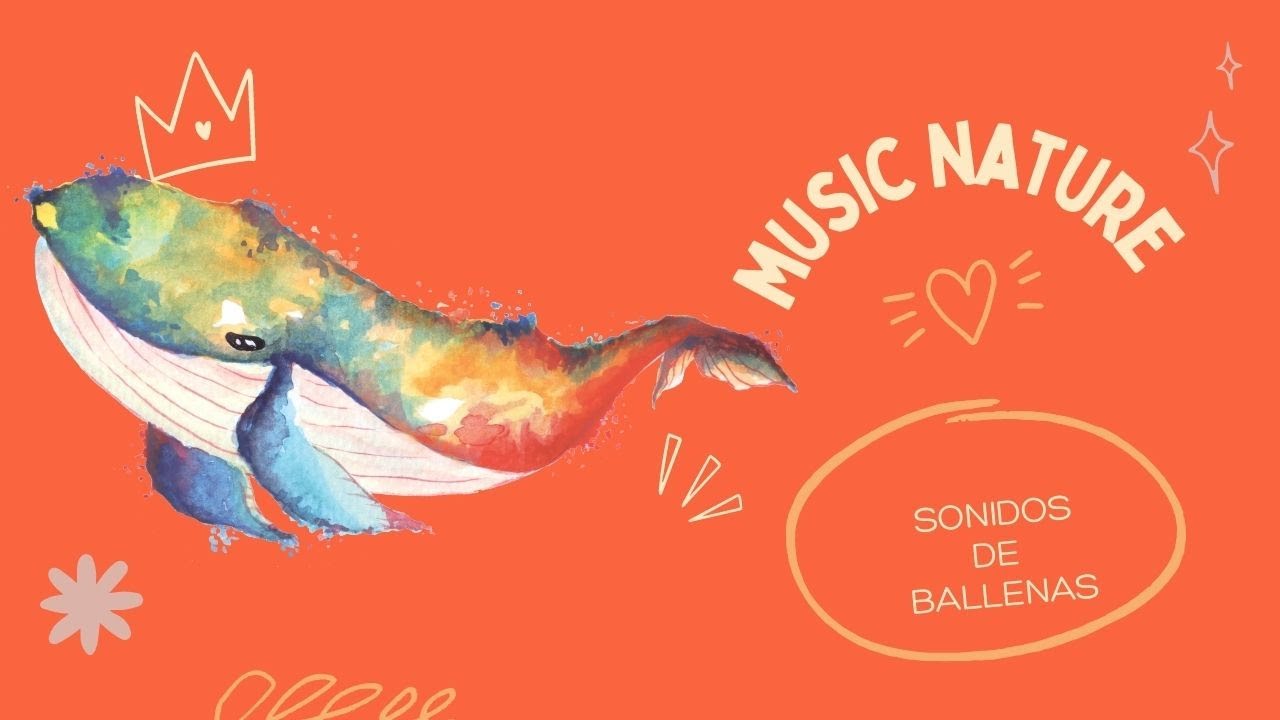 🧿🐳Terapia con Ballenas | Sonidos de Ballenas | Música del Mar - YouTube