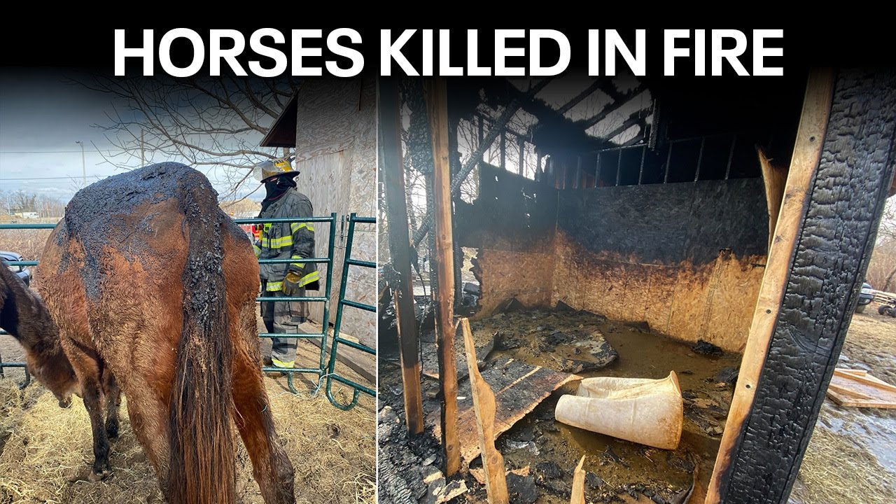 Horsed burned in fire at 'pop-up stable' in Philly; Investigation ...