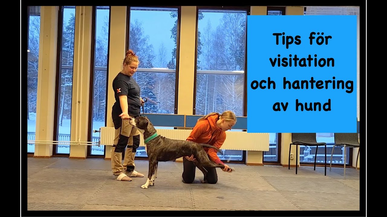 Så här kan du träna hantering och visitation av hund - YouTube