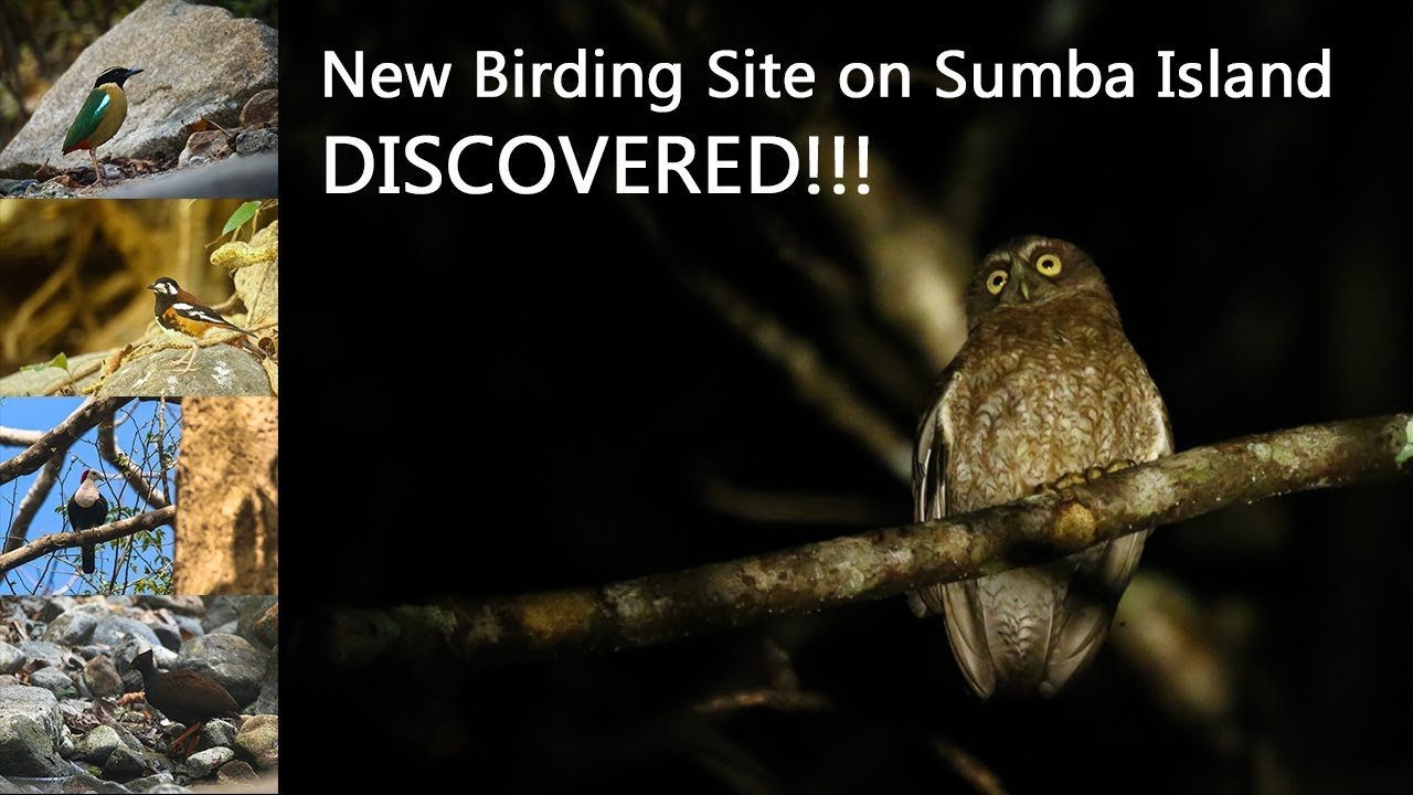 New Birding Site on Sumba Island DISCOVERED!!! - YouTube