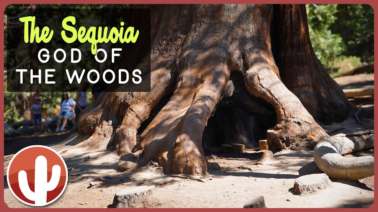 Sequoia: God of the Woods | Learn About Sequoia Trees on the Trail of ...
