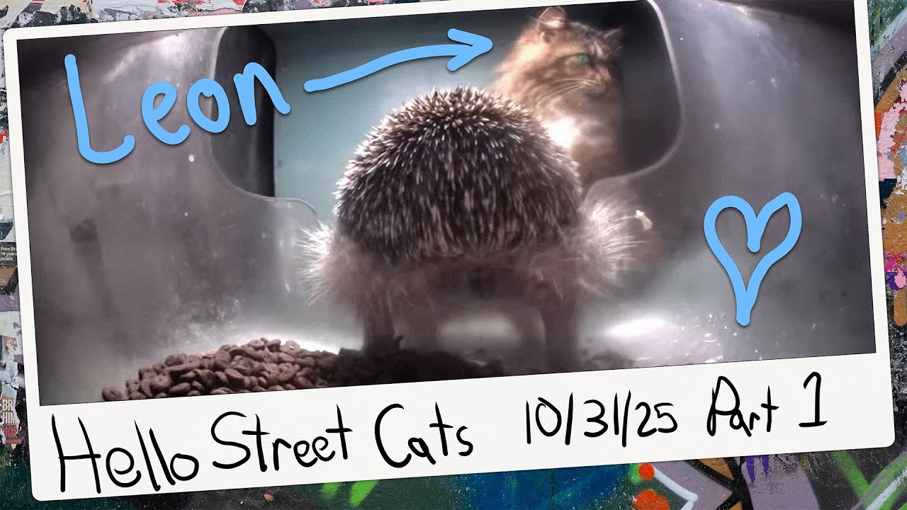 Leon Waits for Plump Hedgehog to Exit the Bowl! 😺💞 Hello Street Cat ...