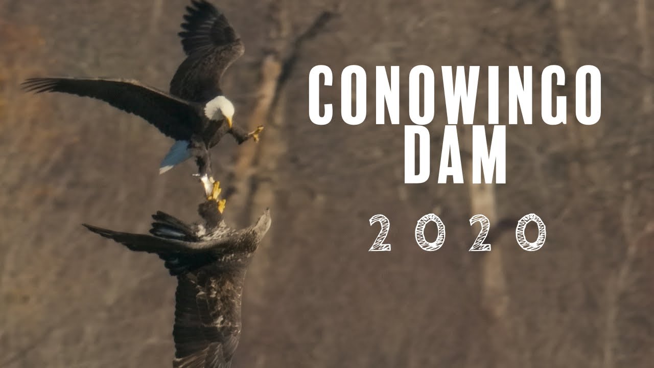 Conowingo Dam Bald Eagles 2020 - YouTube