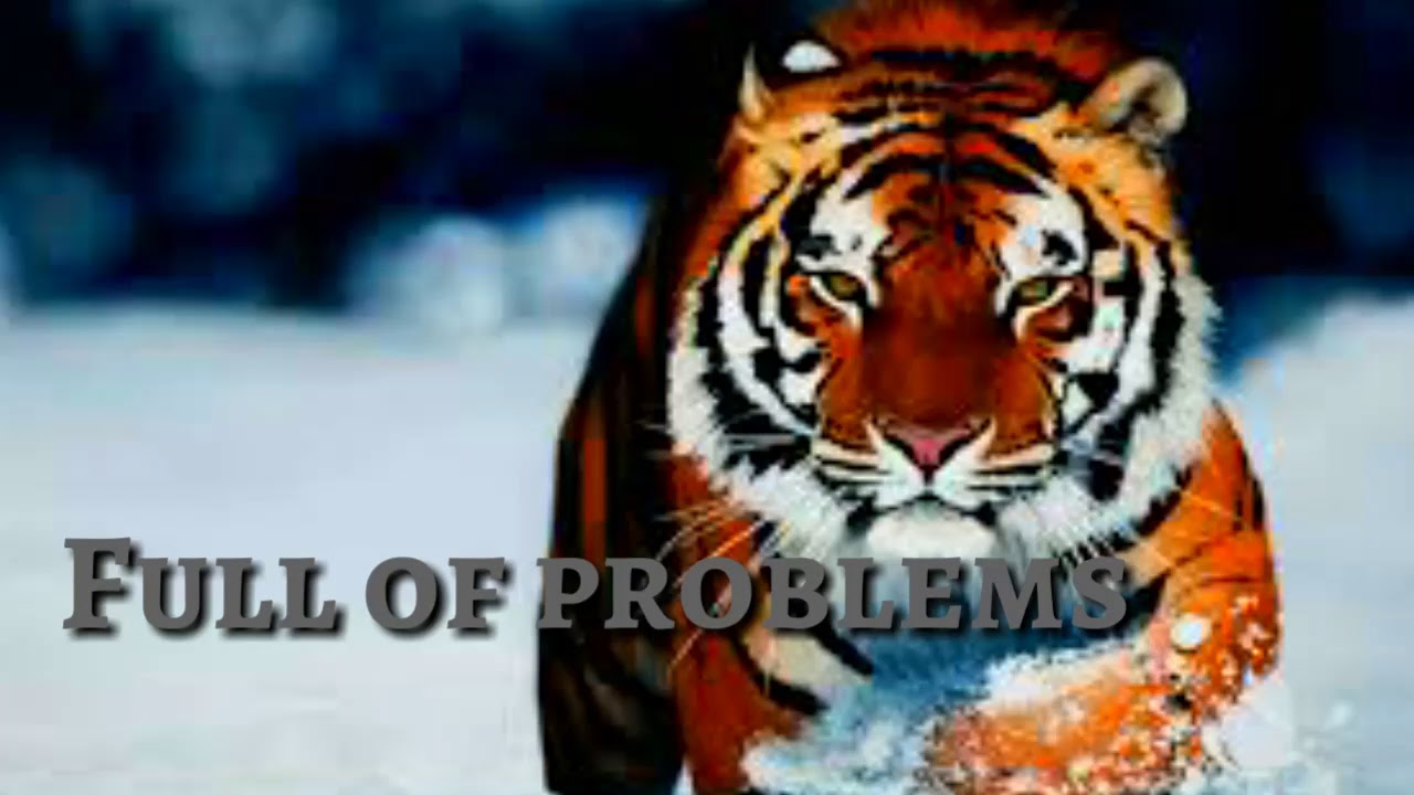 Tiger attitude🐯 - YouTube