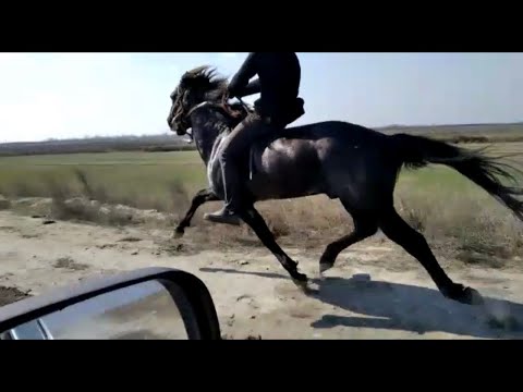 Tufan (Zerdab Alicanli) Nadirin Ati. Gonderdi Elnur