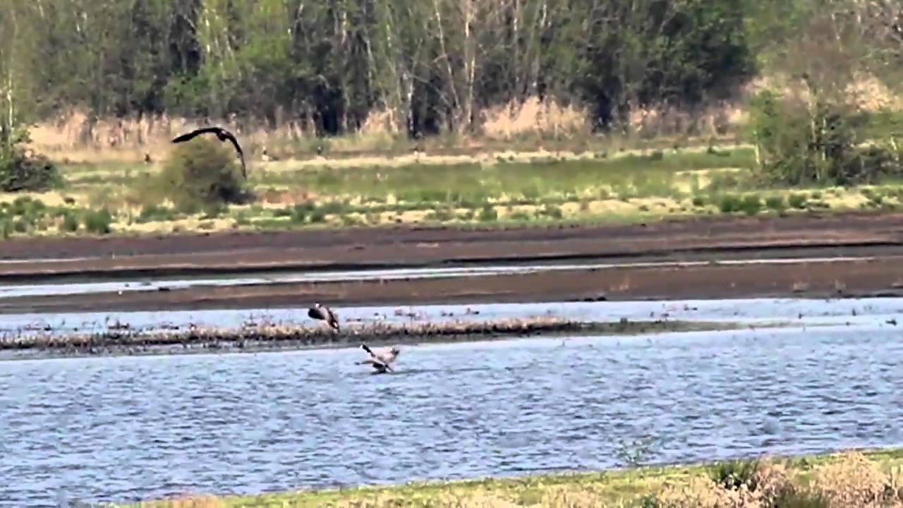 Canada geese chase a juvenile bald eagle - YouTube