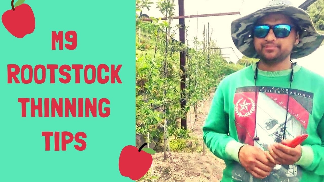 M9 ROOTSTOCK Thinning TIPS For Better Crop | The Apple Grower - YouTube