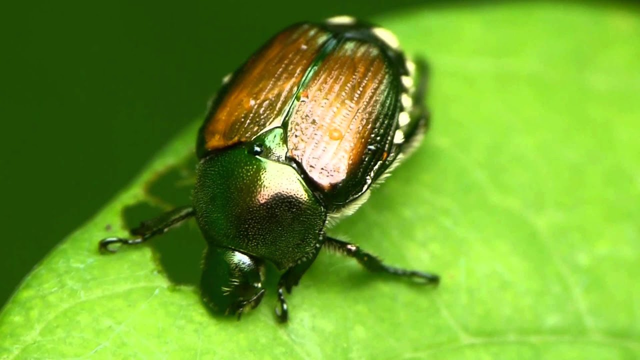 Japanese Beetle "Yum-yam!" マメコガネがヤマノイモの葉を摂食 - YouTube