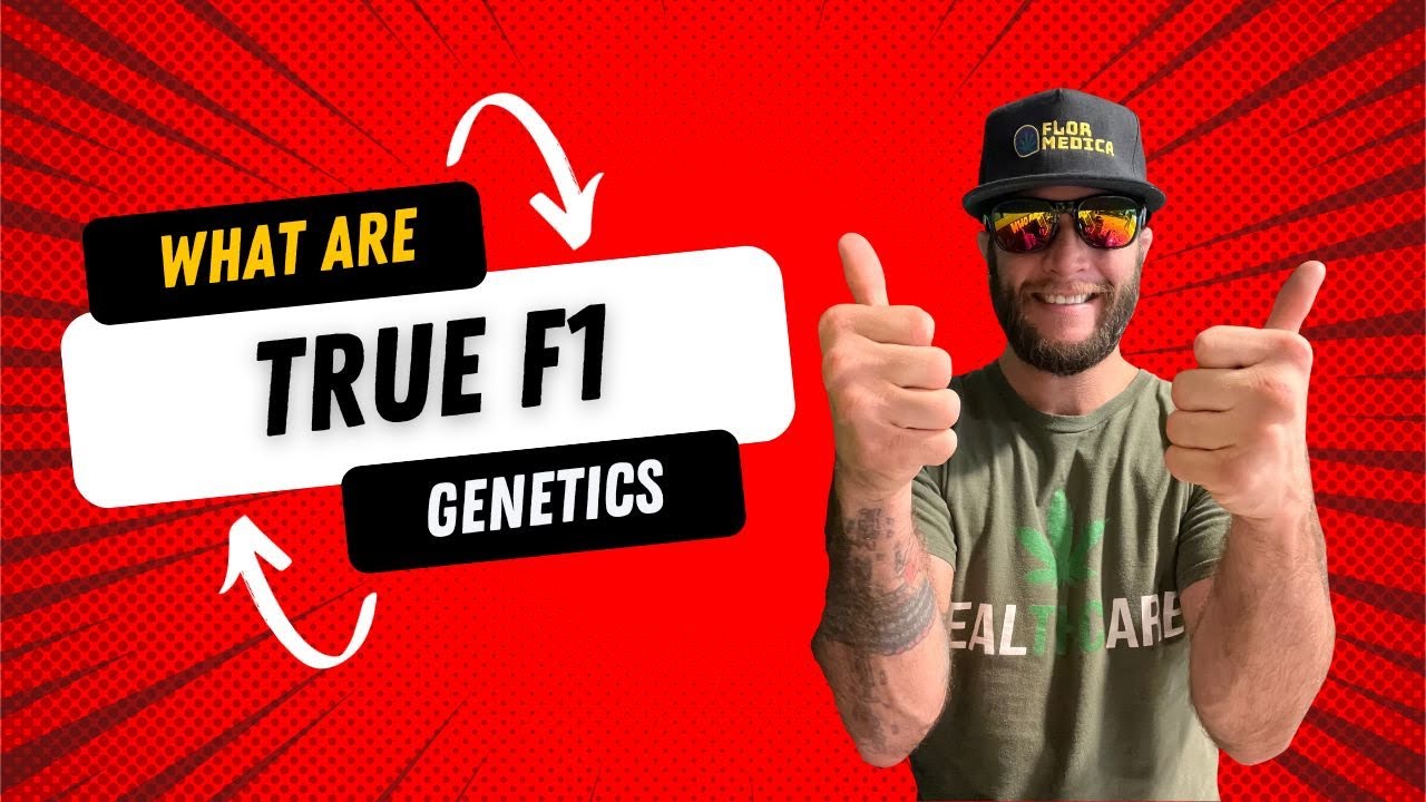 What are TRUE F1 genetics? #shorts #grow - YouTube