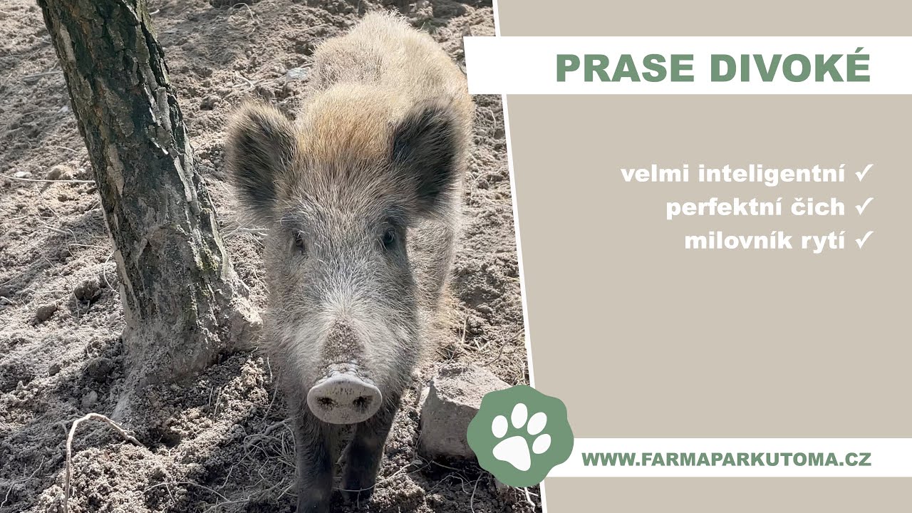 Prase divoké | Farmapark u Toma [4K] - YouTube