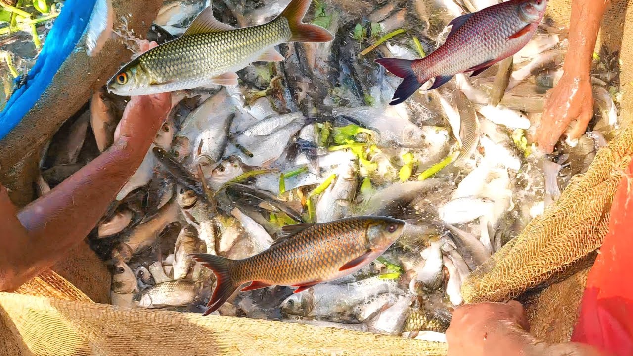 Best Fishing Video Village Por People Fishing Big Fish With Small Fish ...