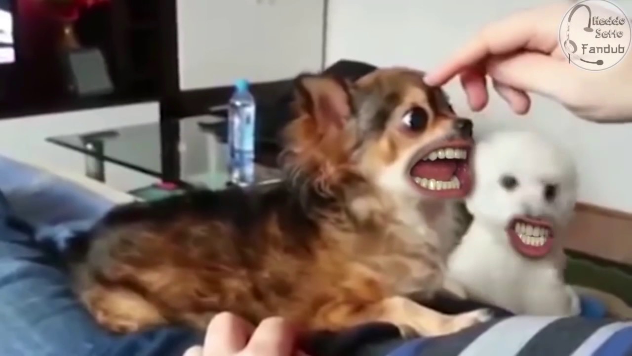 perros hablando- videos de risa - YouTube
