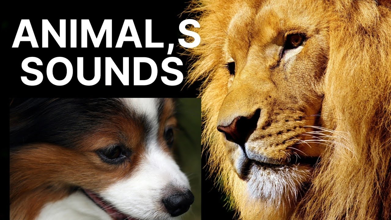 wild animal sounds of wild animals - YouTube