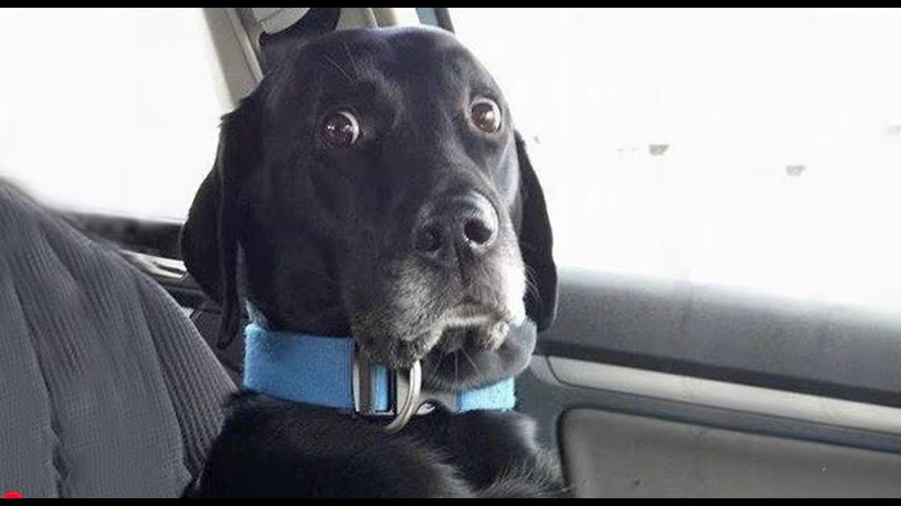 Dogs Being Dramatic for the Funniest Reasons🤣 - YouTube
