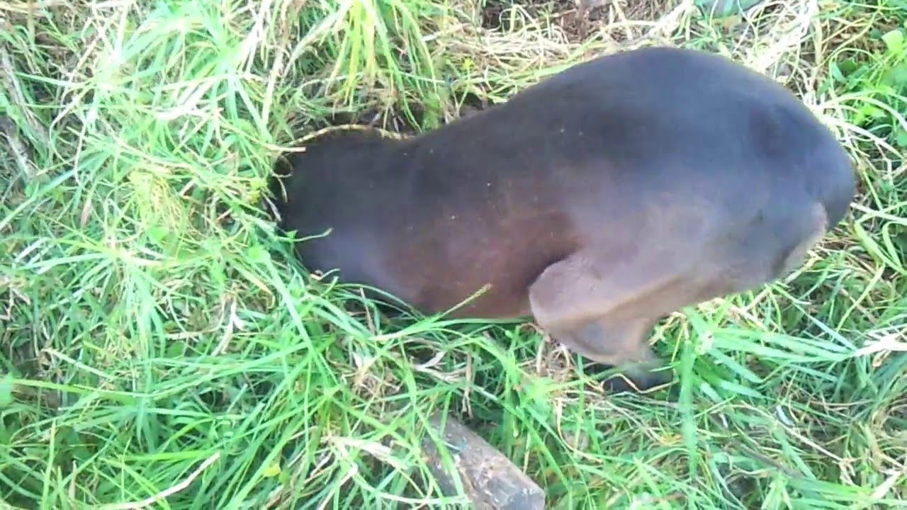 Labrador dog digging the garden - YouTube