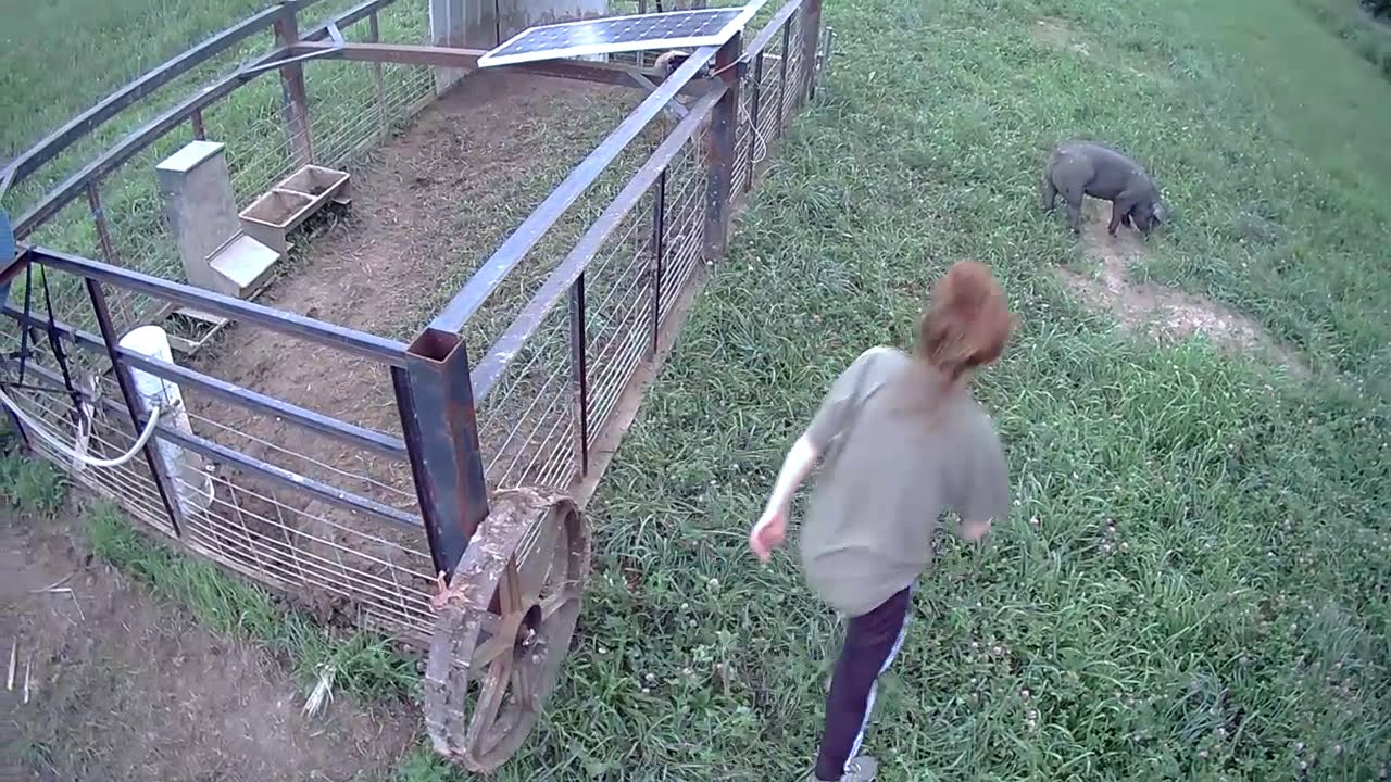 Pig Tractor 2 - YouTube