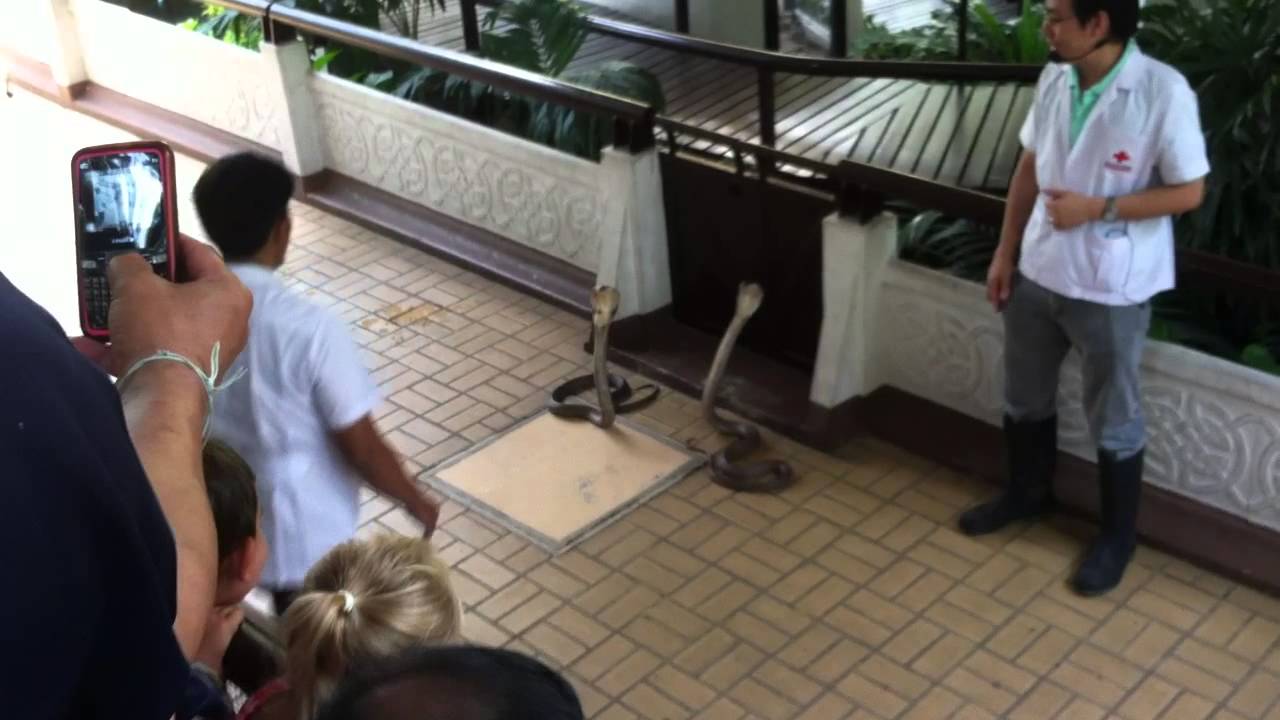 Siamese Twin Cobras at the Bangkok Snake Farm - YouTube
