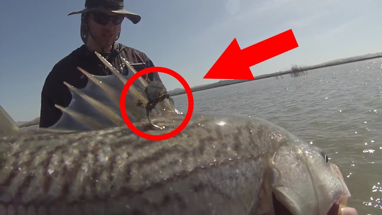 Caught a tagged fish! and LOTS of Stripers! Napa RIver Fishing - YouTube