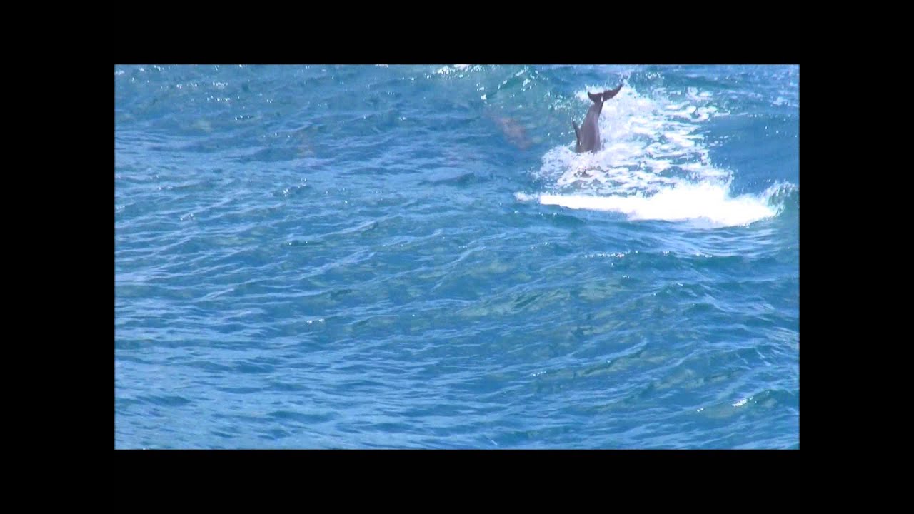 グァムでのイルカウォッチング Dolphin Watching in Guam - YouTube