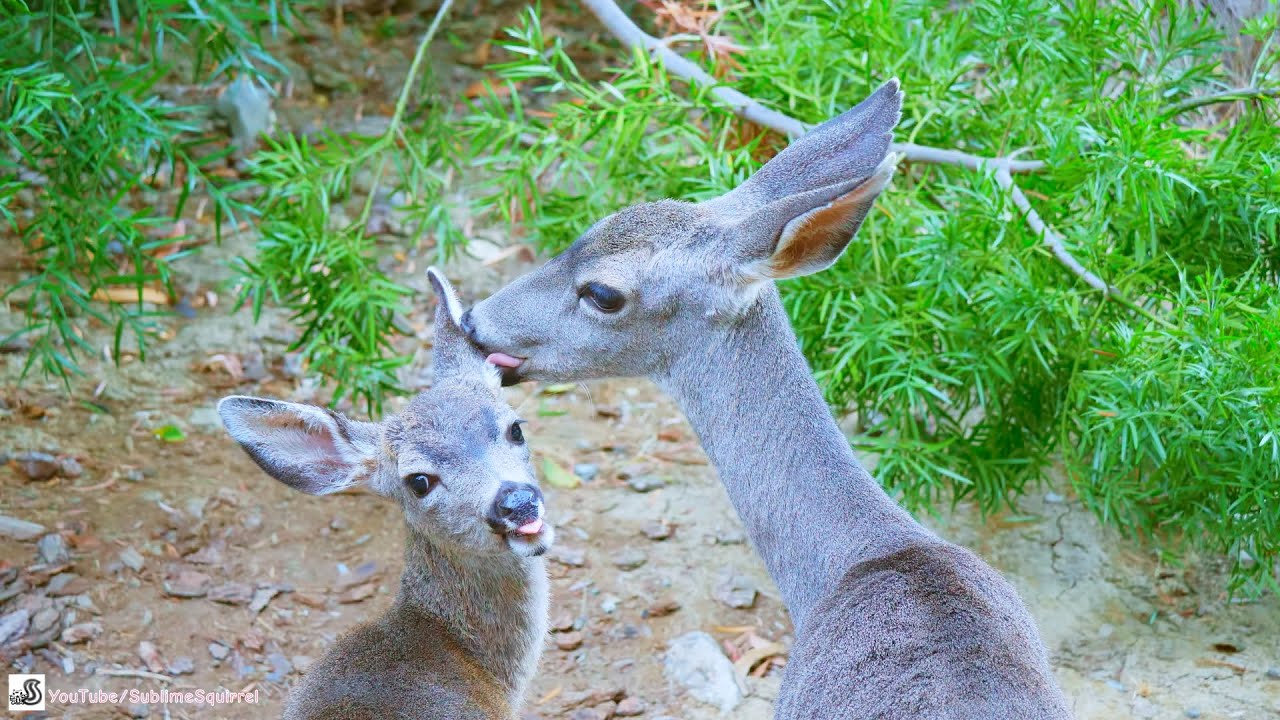 Deer Love ️🦌🦌 ️🥰 Hug & Kisses🤗The Mom and Her Fawn - YouTube