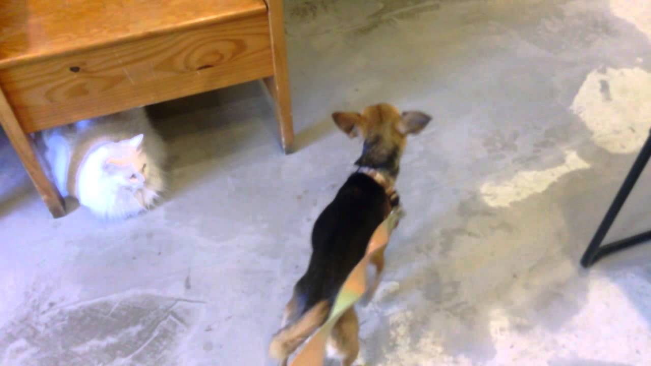 Dog is scared at vet - YouTube