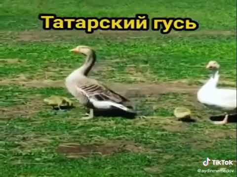 Qaz ritim oyni tamaşaçı ördek