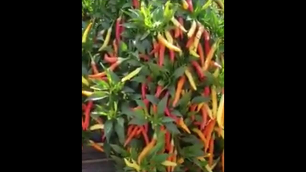 Vam lis xeem lauj zaj lus paub kho kub nyiab zoo heev 9/23/23 - YouTube