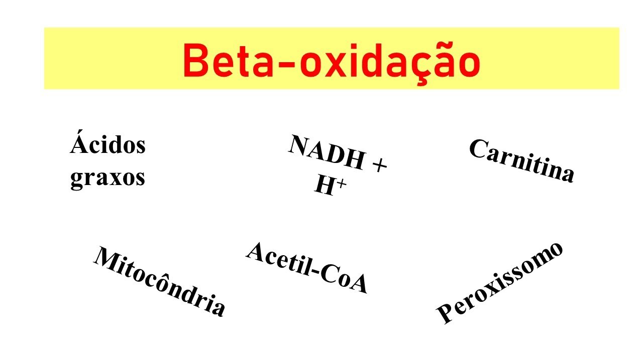 Beta-oxidação - via, regulação e integração - YouTube