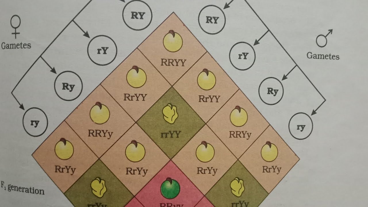 Inheritance of two genes / Dihybrid cross/ class12 / Class10 /biology # ...