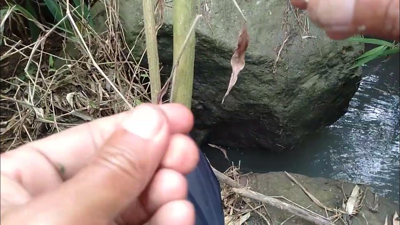 pertama kali mancing ke sungai ini | mancing di sungai - YouTube