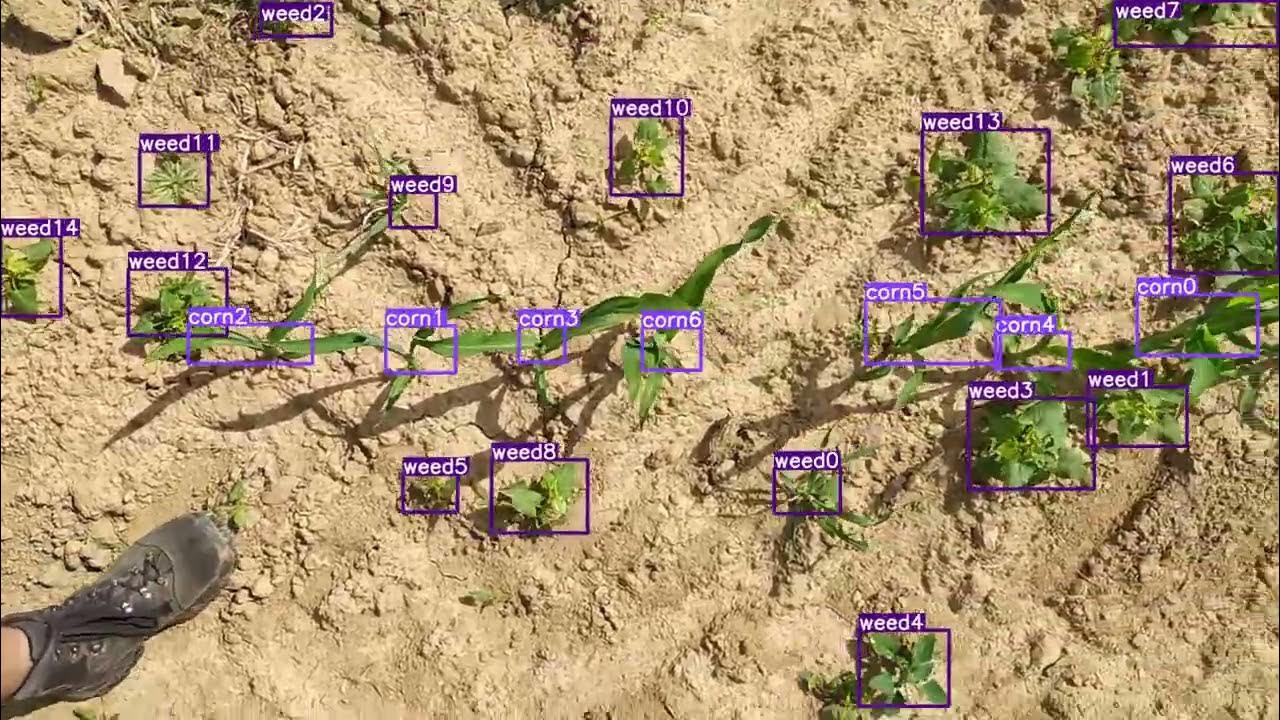 Yolov5 Corn Weed Detection with Nearest Neighbour Tracking - YouTube