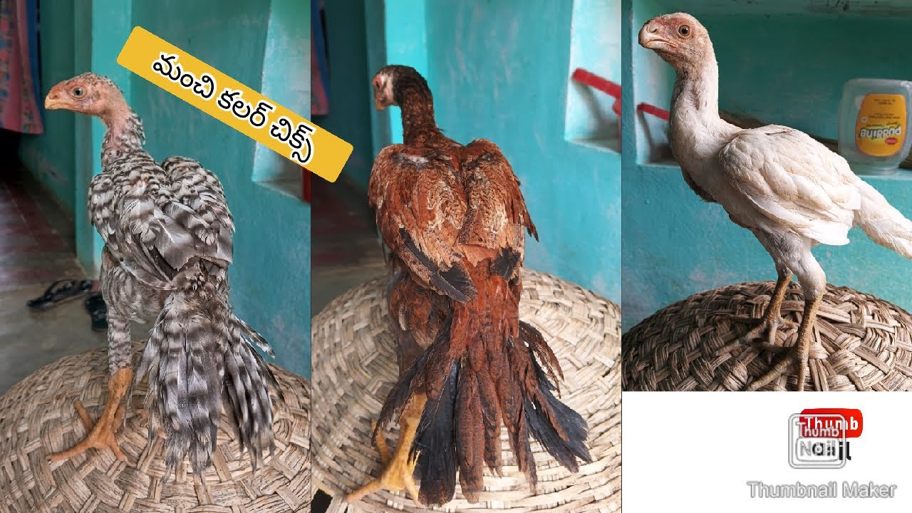 Parrot Beak Long Tail Chicks | 6281257271 | కోడిపిల్లలు | Rythu Market ...