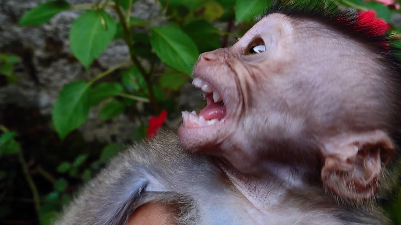 Baby Monkey MOLY Sudah Tak sabar ingin Susu Samapi Di Rebut rebut 😂😂 ...