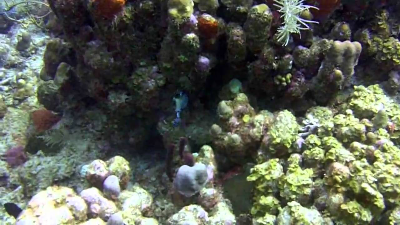 Diving the Wall at Cane Bay St Croix with Dr Mark 1-8-11 .flv - YouTube
