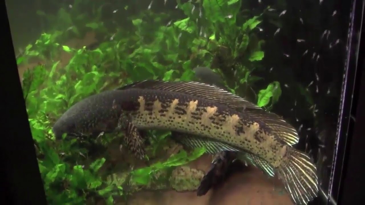 snakehead fish breeding - YouTube
