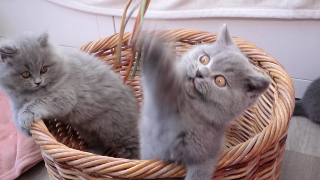 Cats relax video - YouTube